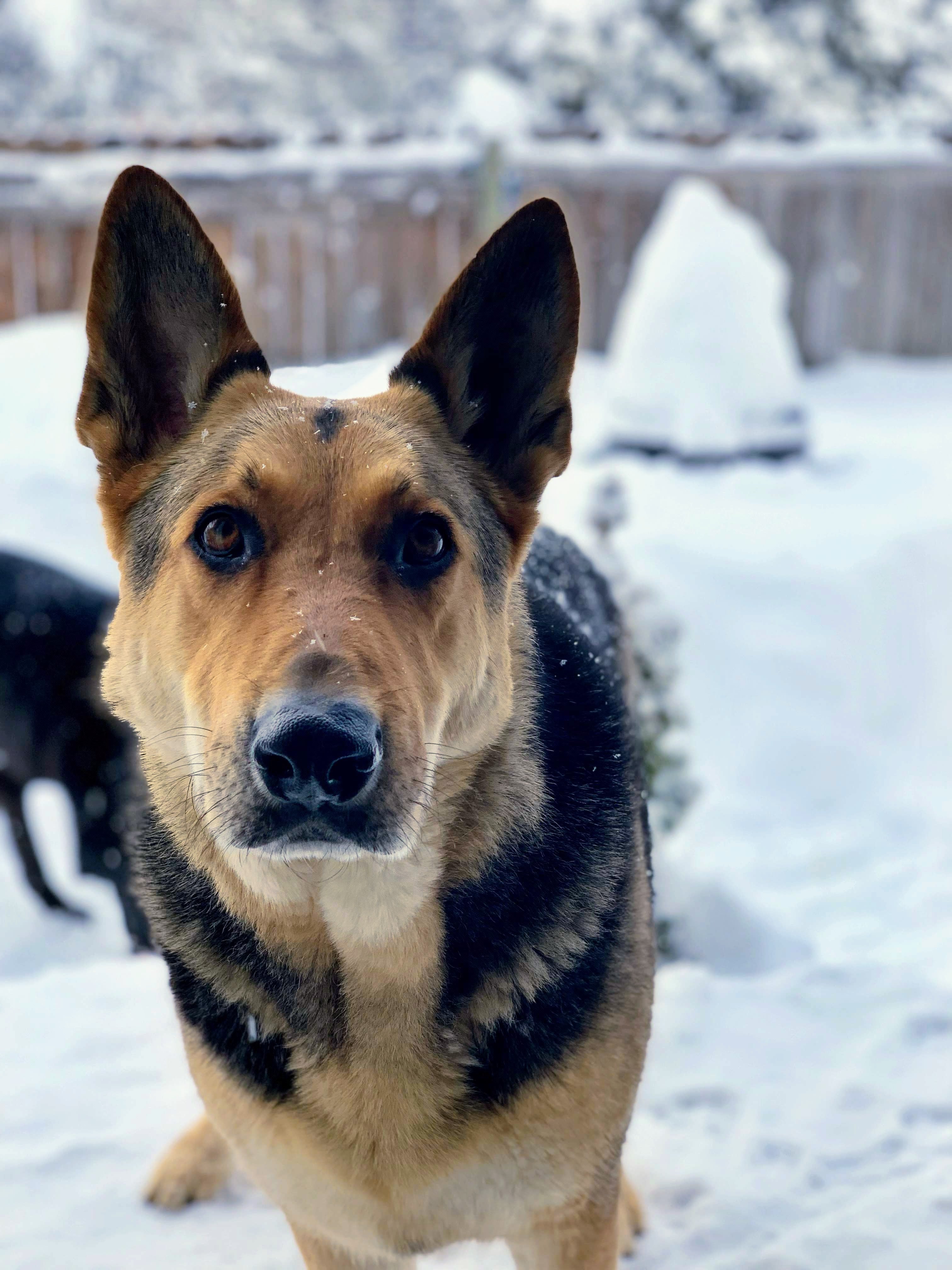 Who was Bosco the Dog? – BoscoBox Gun and Keepsake Safety Boxes